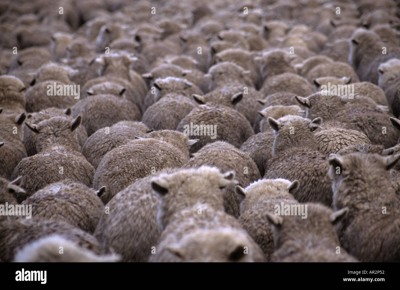 Sheep ranch patagonia hi-res stock photography and images - Alamy