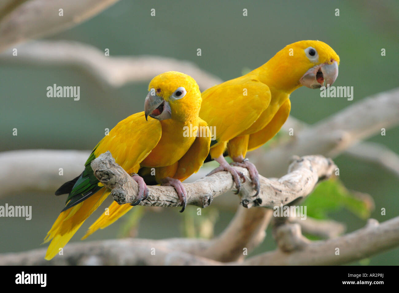 golden parakeet, golden conure (Guaruba guarouba, Aratinga guarouba ...