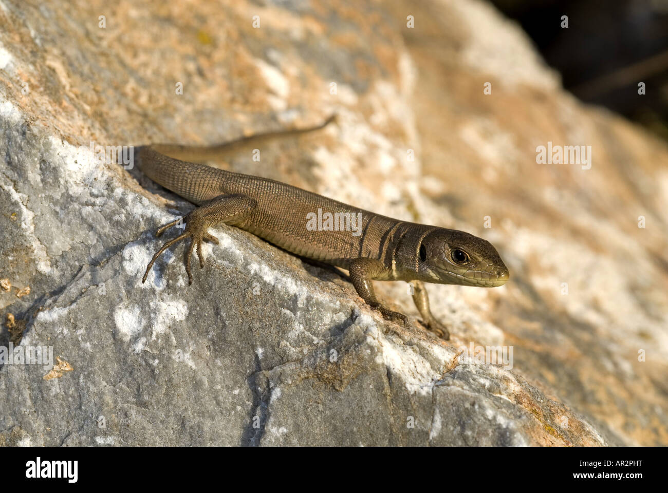 Balkan green lizard, Balkan emerald lizard (Lacerta trilineata ...