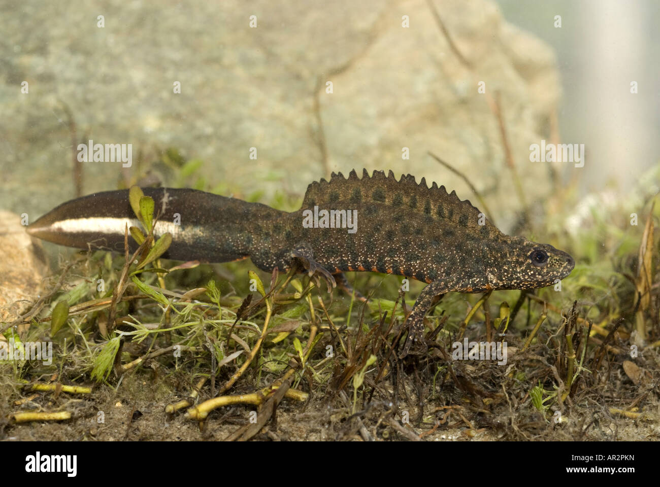 Italian Crested Newt, Alpine Crested Newt (Triturus carnifex, Triturus ...