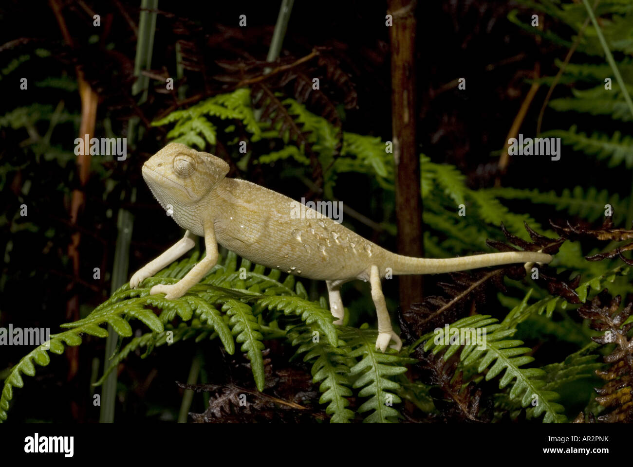 African chameleon (Chamaeleo africanus), sleeping juvenile, Greece ...