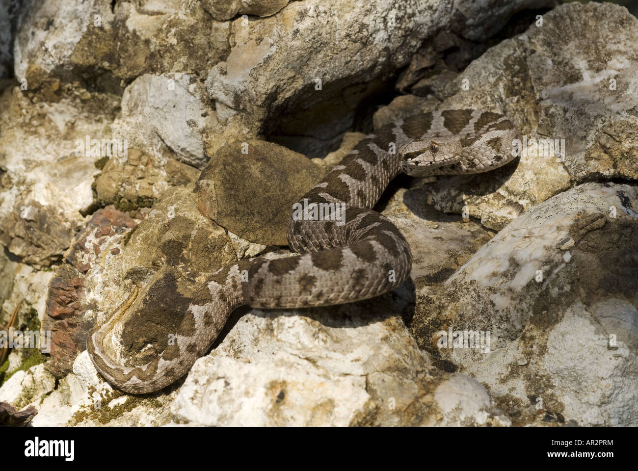 Coastal viper, European coastal viper, Ottoman viper, Near East viper ...