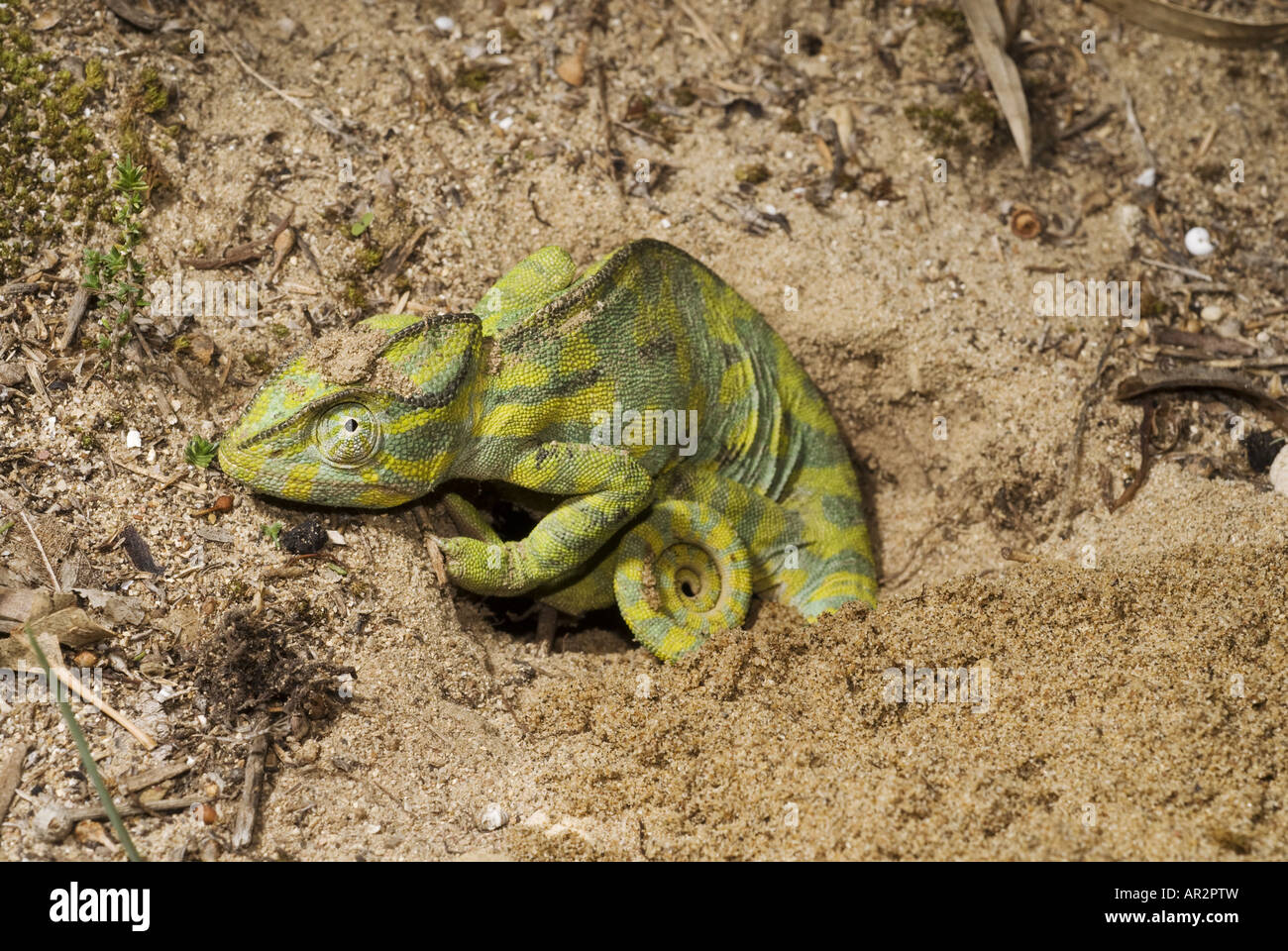 African chameleon (Chamaeleo africanus), sitting on the finished nest ...
