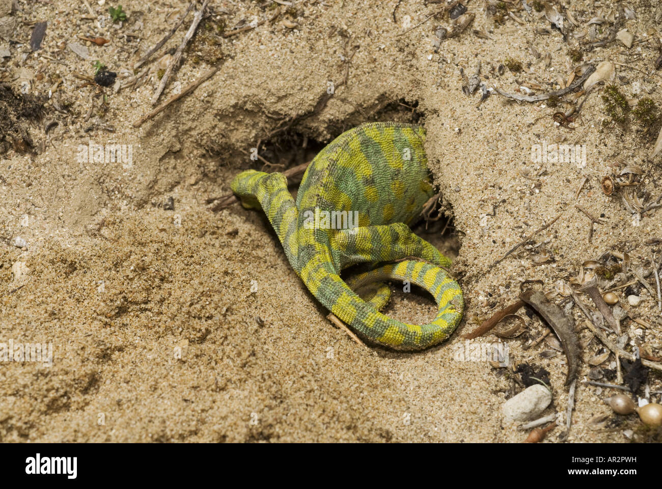 African chameleon (Chamaeleo africanus), building a nest, Greece ...