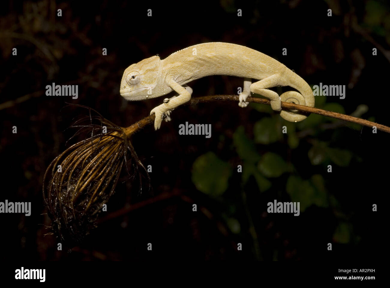 African chameleon (Chamaeleo africanus), juvenile, Greece, Peloponnes ...