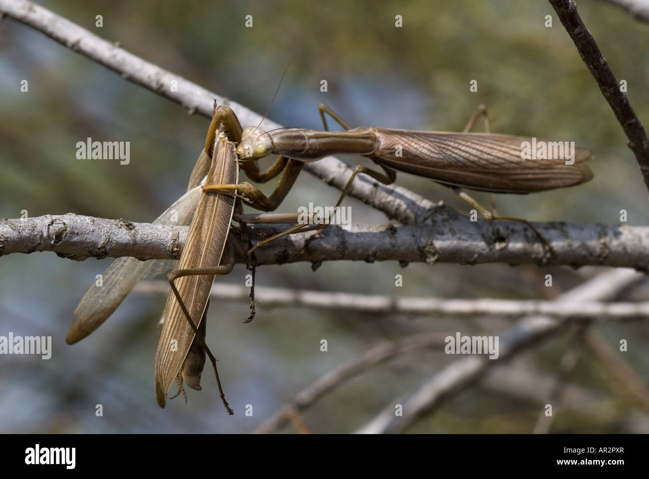 European preying mantis (Mantis religiosa), cannibalism, Greece ...
