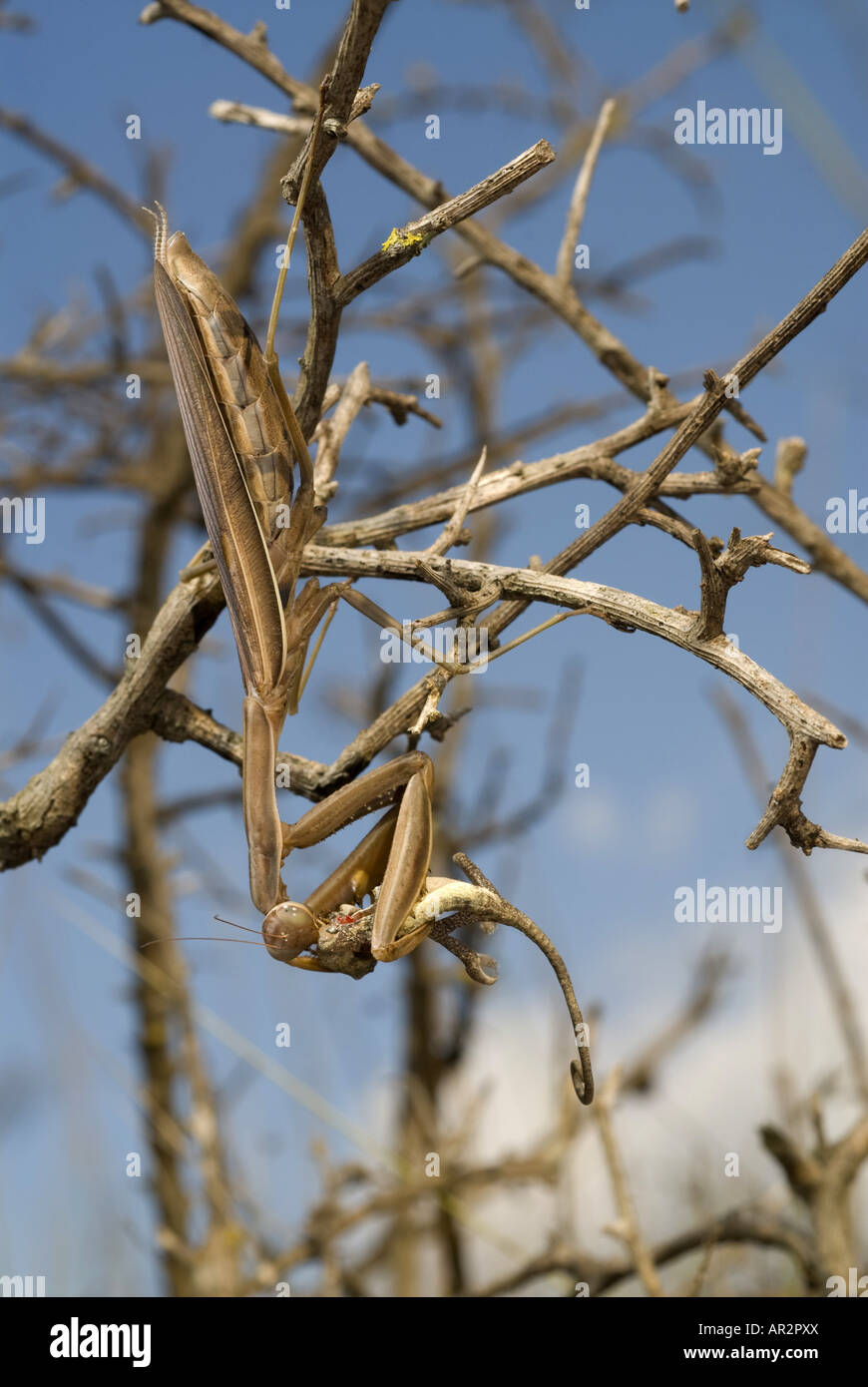 European preying mantis (Mantis religiosa), feeding young Chameleon ...