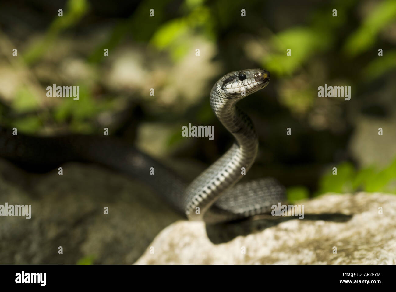 Gray rat snake hi-res stock photography and images - Alamy