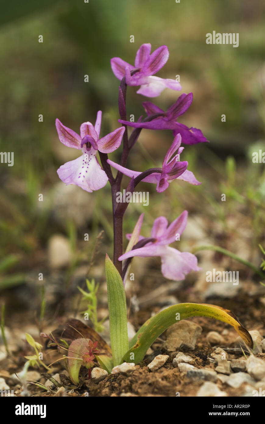 Anatolian flora hi-res stock photography and images - Alamy