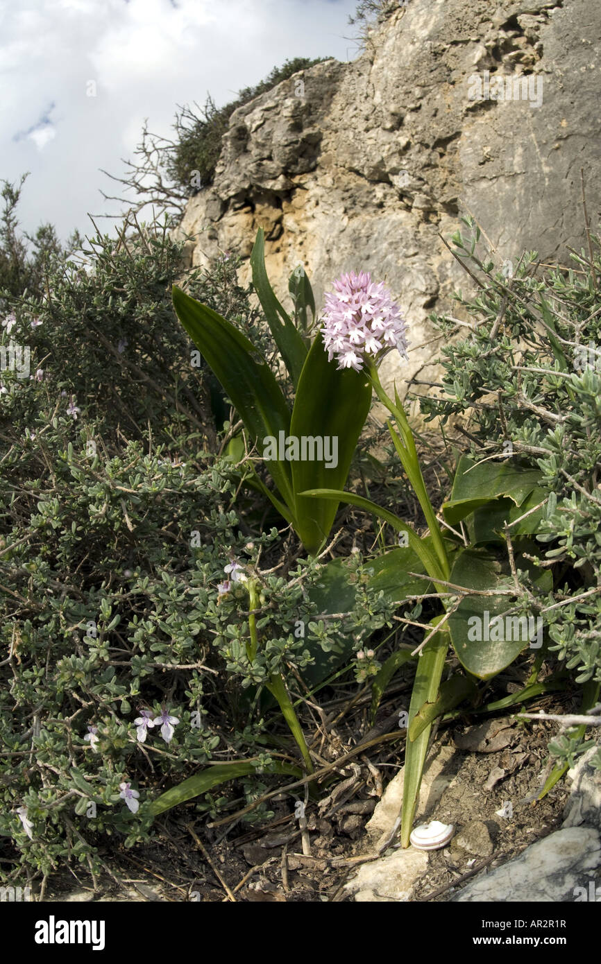 pyramidal orchid (Anacamptis pyramidalis), blooming amongst shrubs ...
