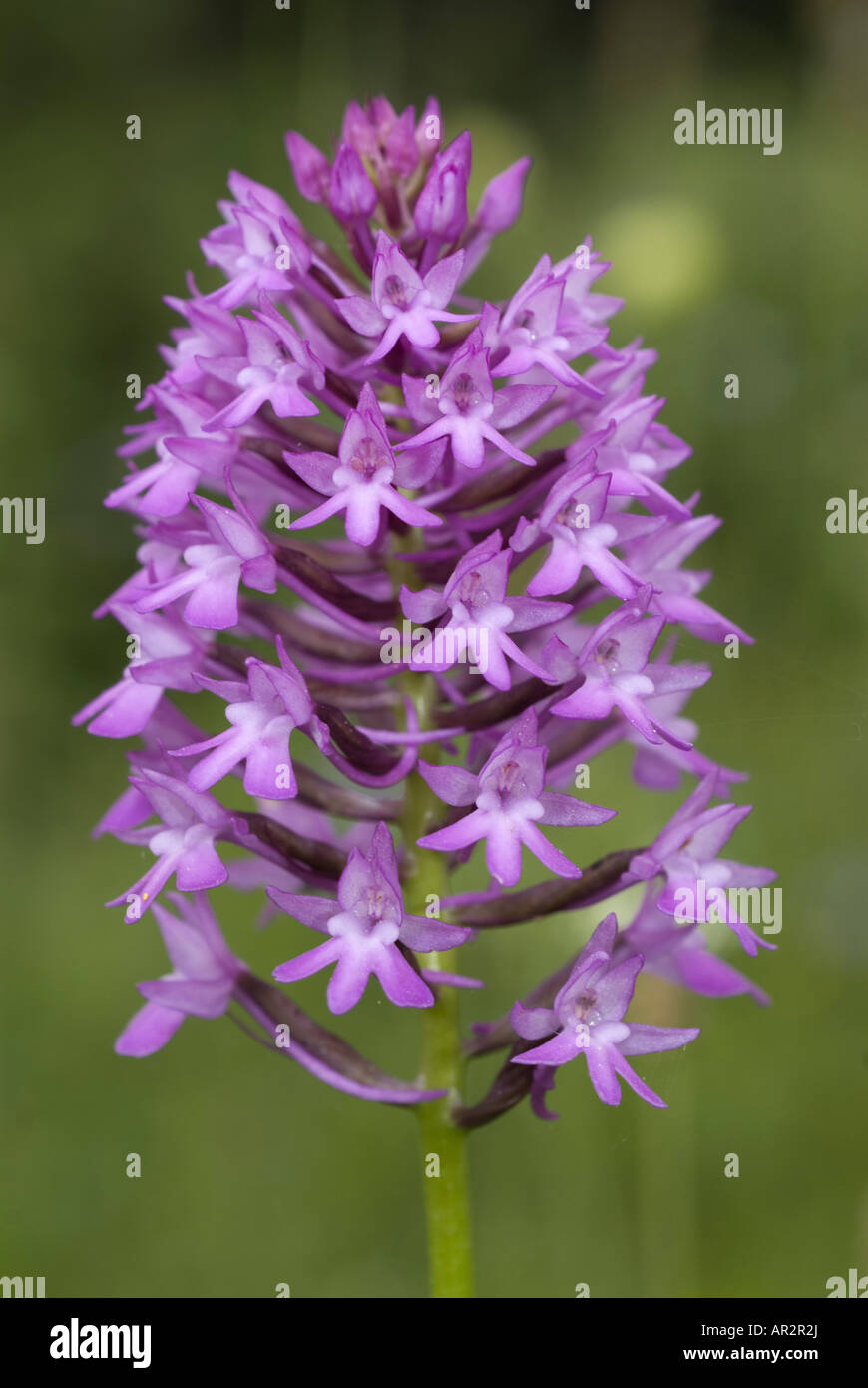 Pyramidal raceme hi-res stock photography and images - Alamy