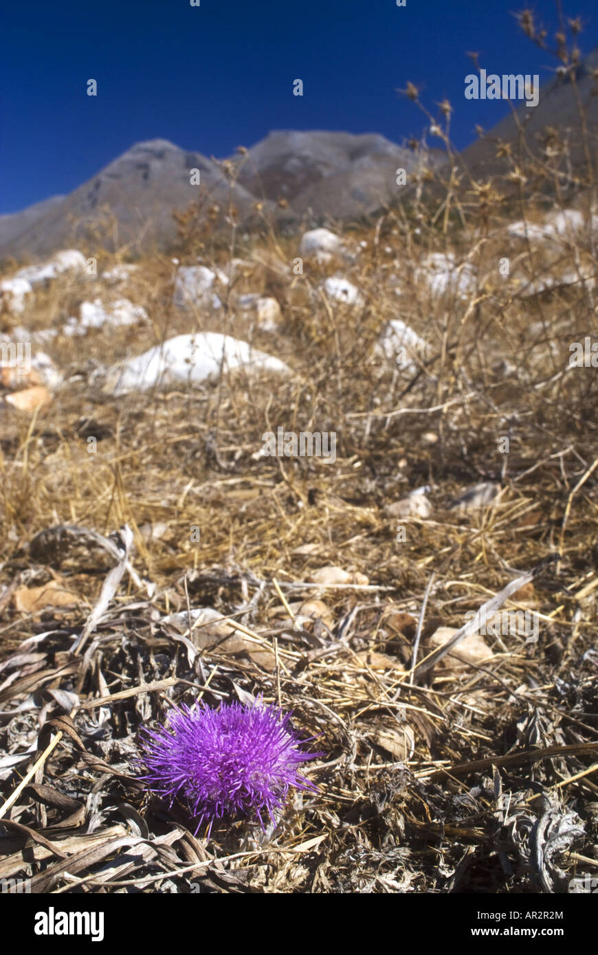 Pine thistle atractylis gummifera hi-res stock photography and images ...