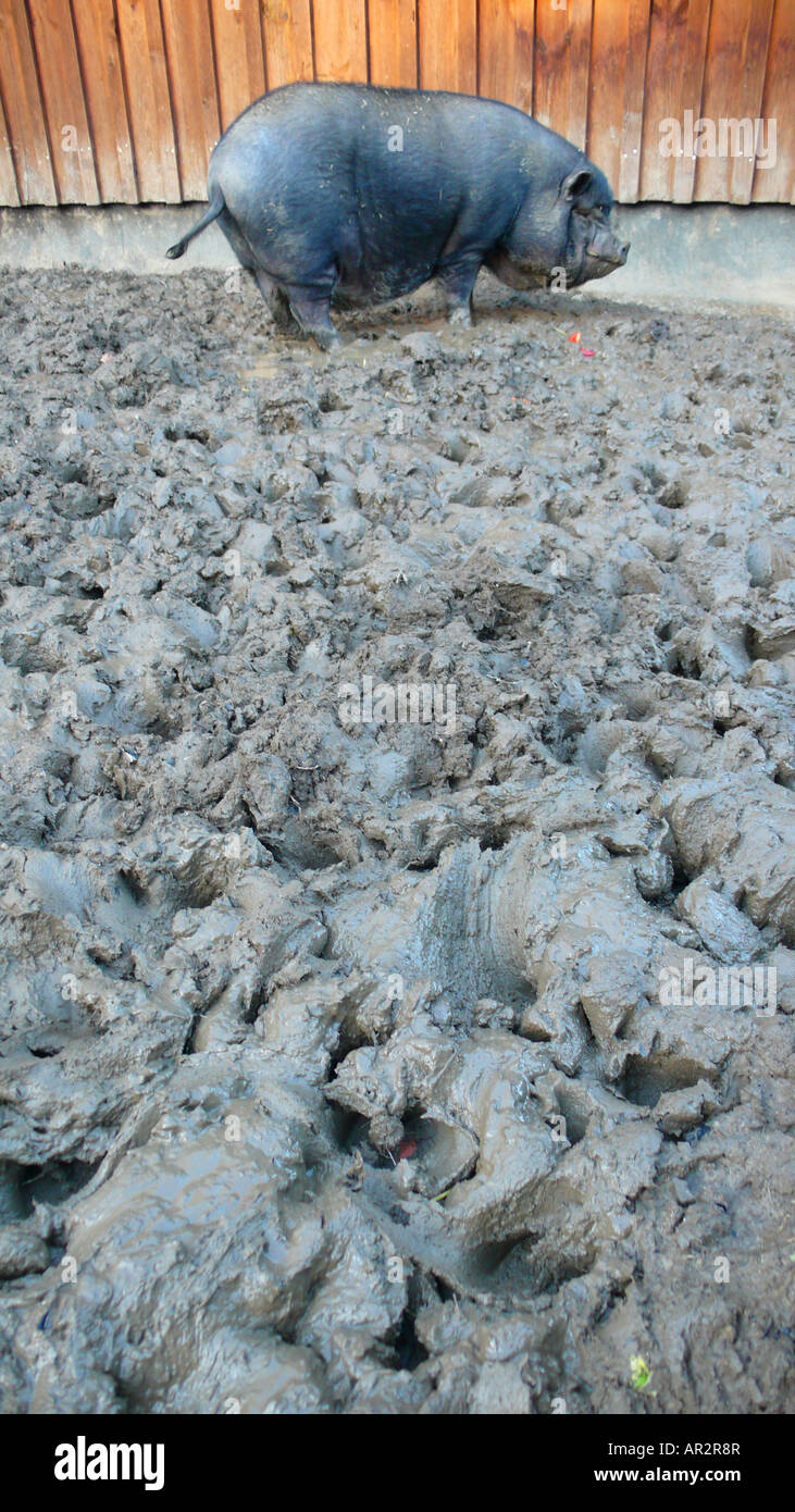 Vietnamese pot-bellied pig (Sus scrofa f. domestica), in muddy ...