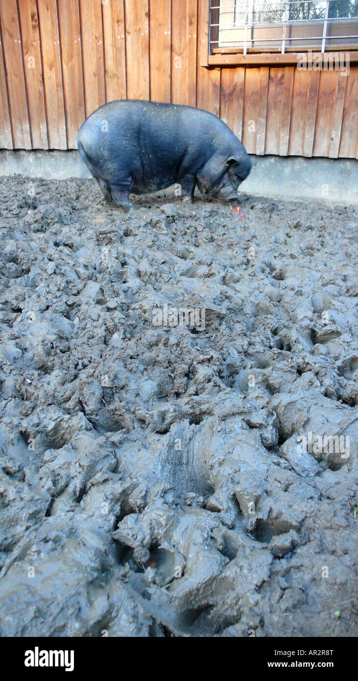 Vietnamese pot-bellied pig (Sus scrofa f. domestica), in muddy ...