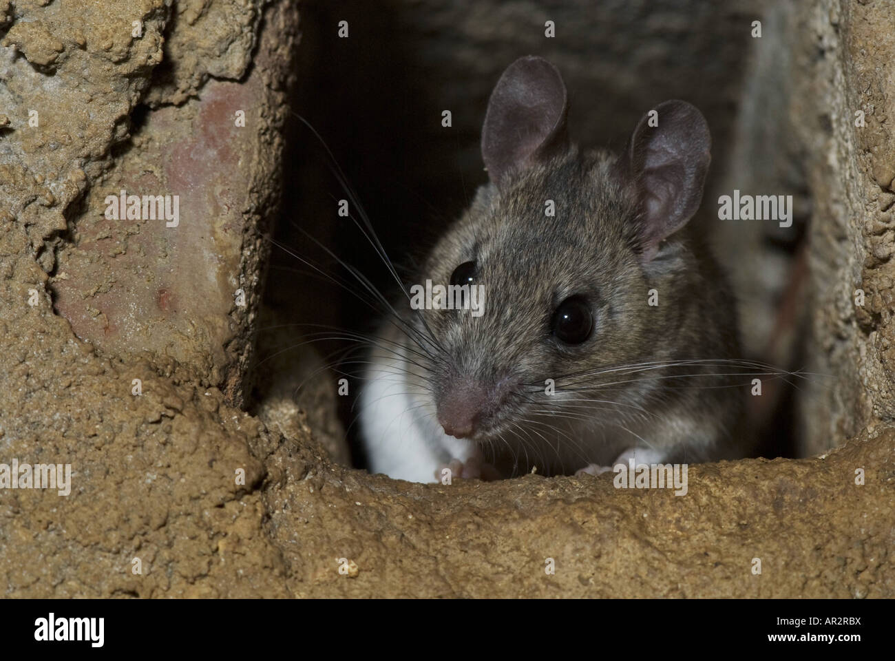 Broad toothed mouse hi-res stock photography and images - Alamy