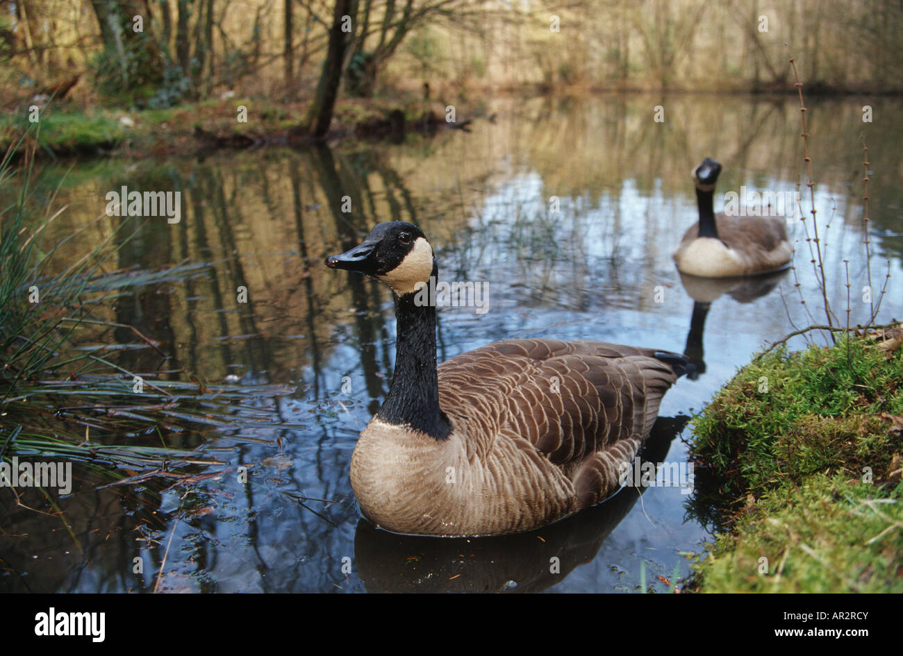 Canada goose (Branta canadensis), couple looking for a breeding place ...