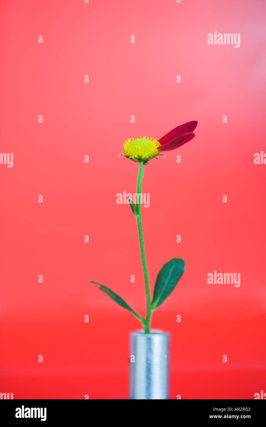 Flower with vase hi-res stock photography and images - Alamy