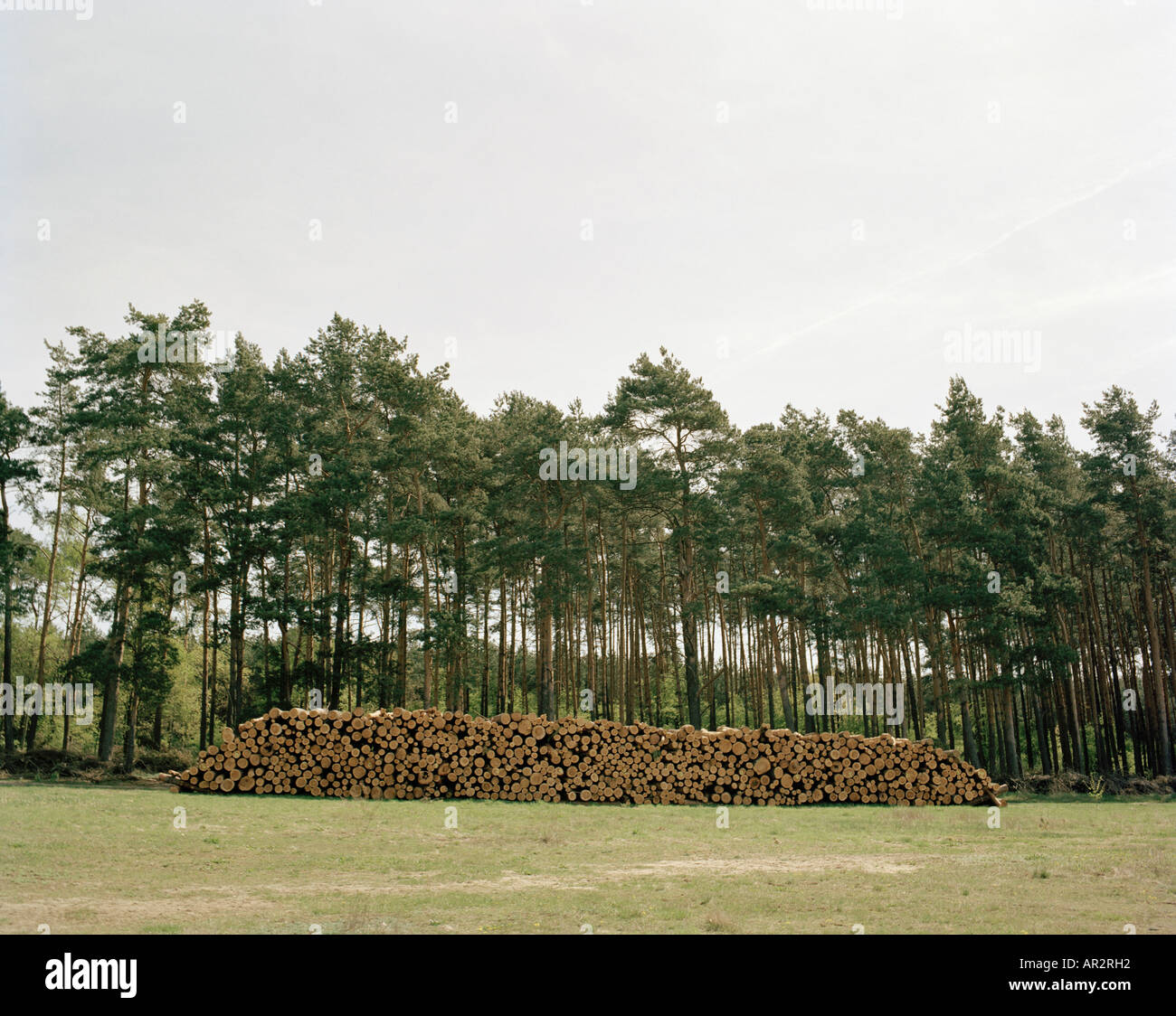 Stack of timber by forest Stock Photo - Alamy