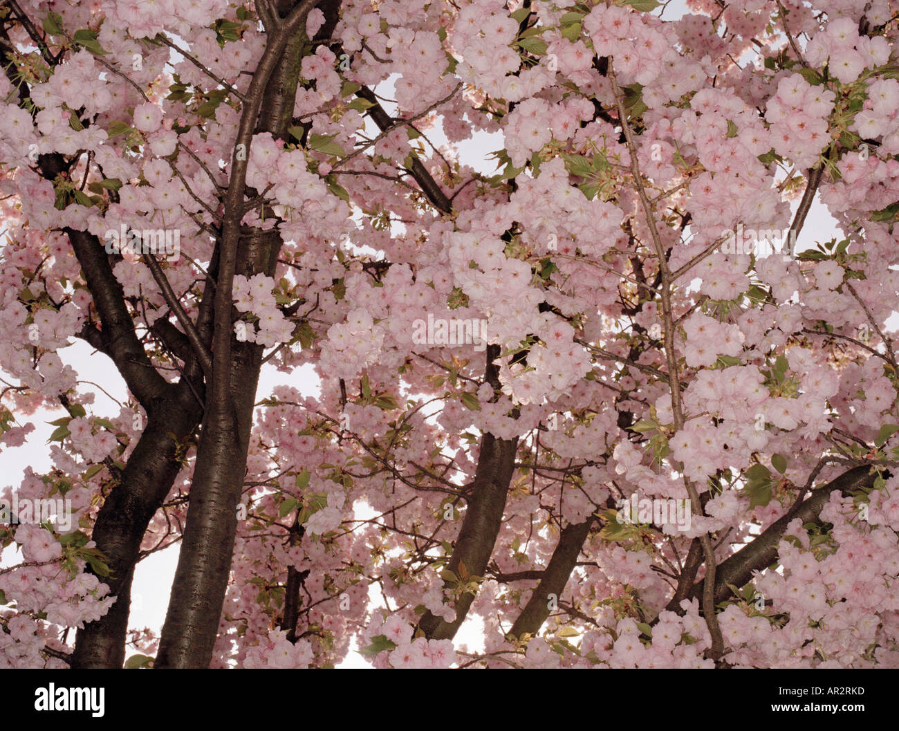 Close up of cherry blossom tree Stock Photo - Alamy