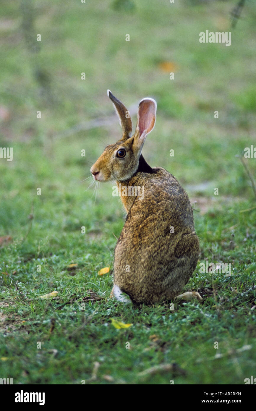 Indian hare, Black-naped hare (Lepus nigricollis), looking back, Sri ...