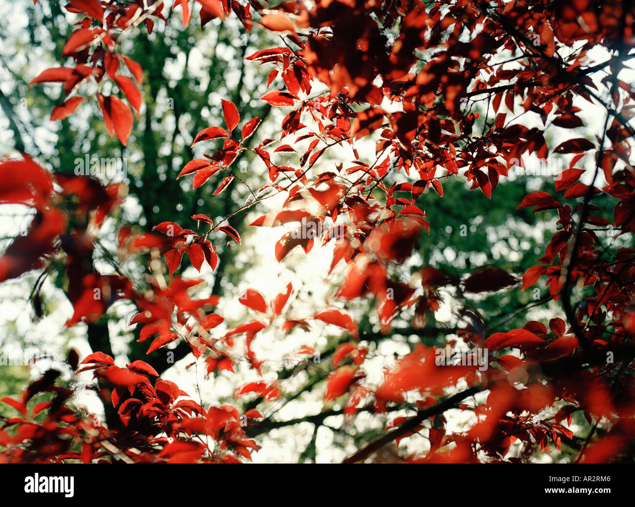 View through branches of tree Stock Photo - Alamy