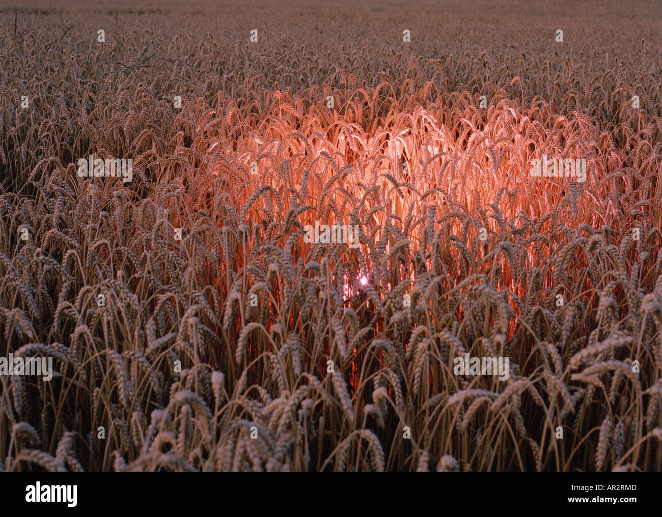 Corn field with glowing pink light Stock Photo - Alamy