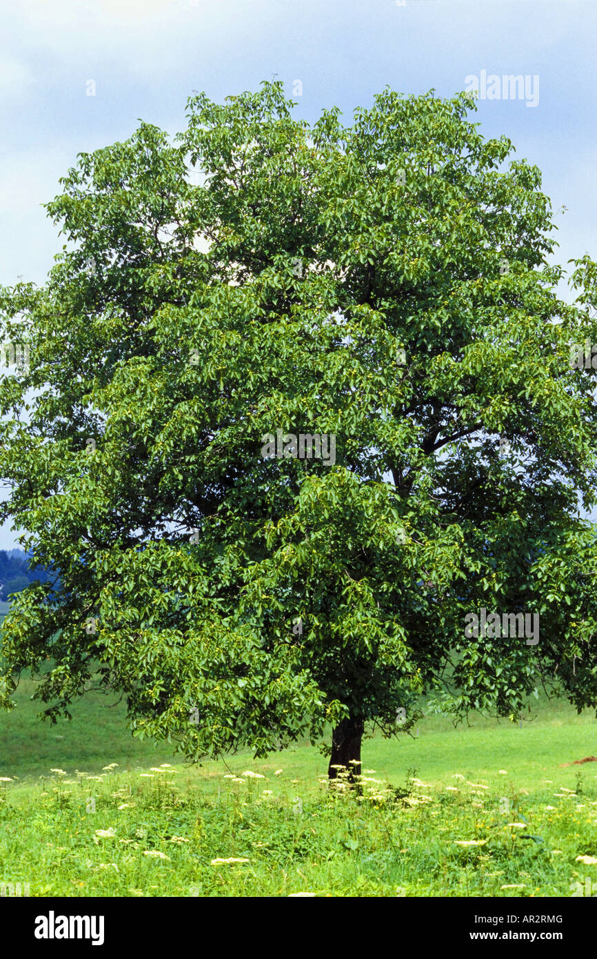 walnut (Juglans regia), single tree, Germany Stock Photo - Alamy