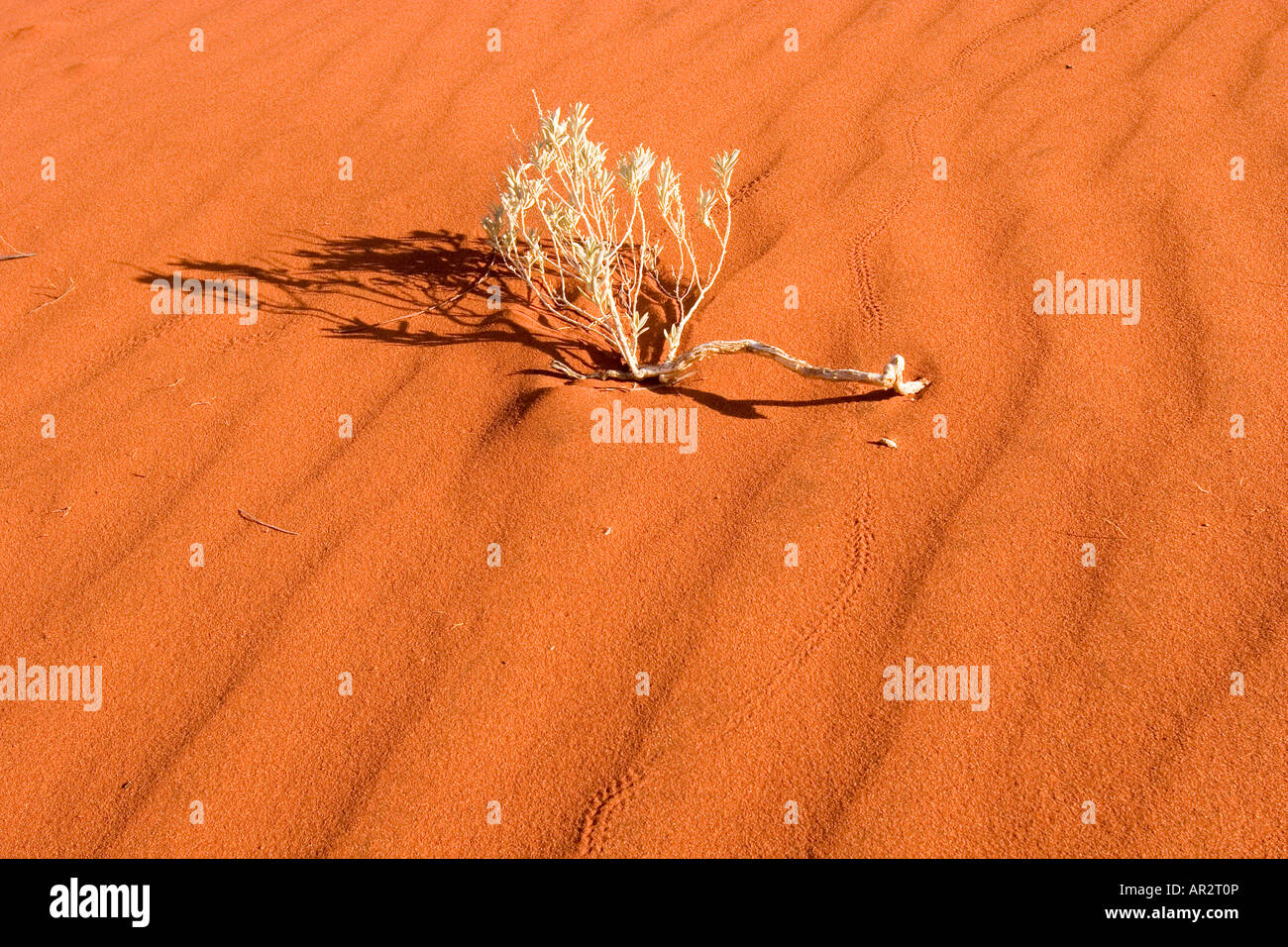 Insect tracks alongside plant growing on a sand dune in the Australian ...