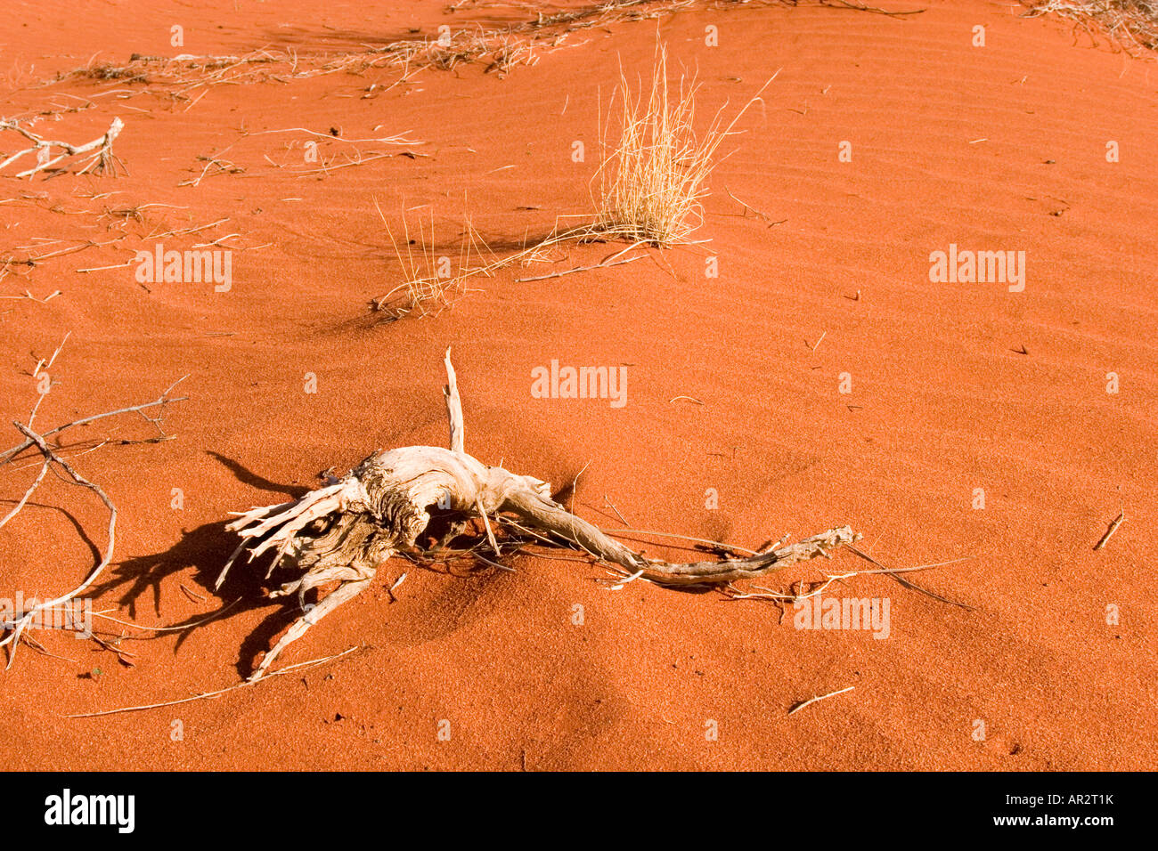 Dead wood on sand dune in the Australian outback Stock Photo - Alamy