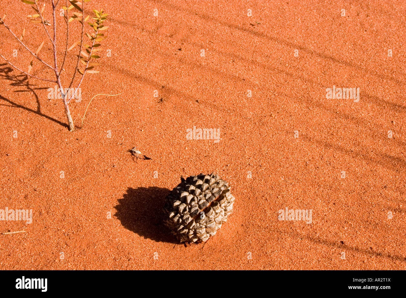 Desert oak seed Stock Photo - Alamy