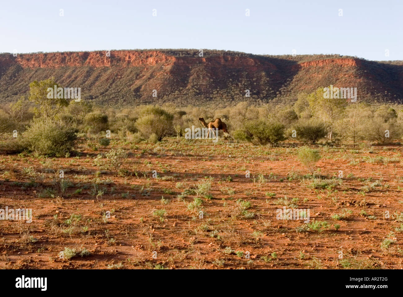 Australian camel hi-res stock photography and images - Alamy