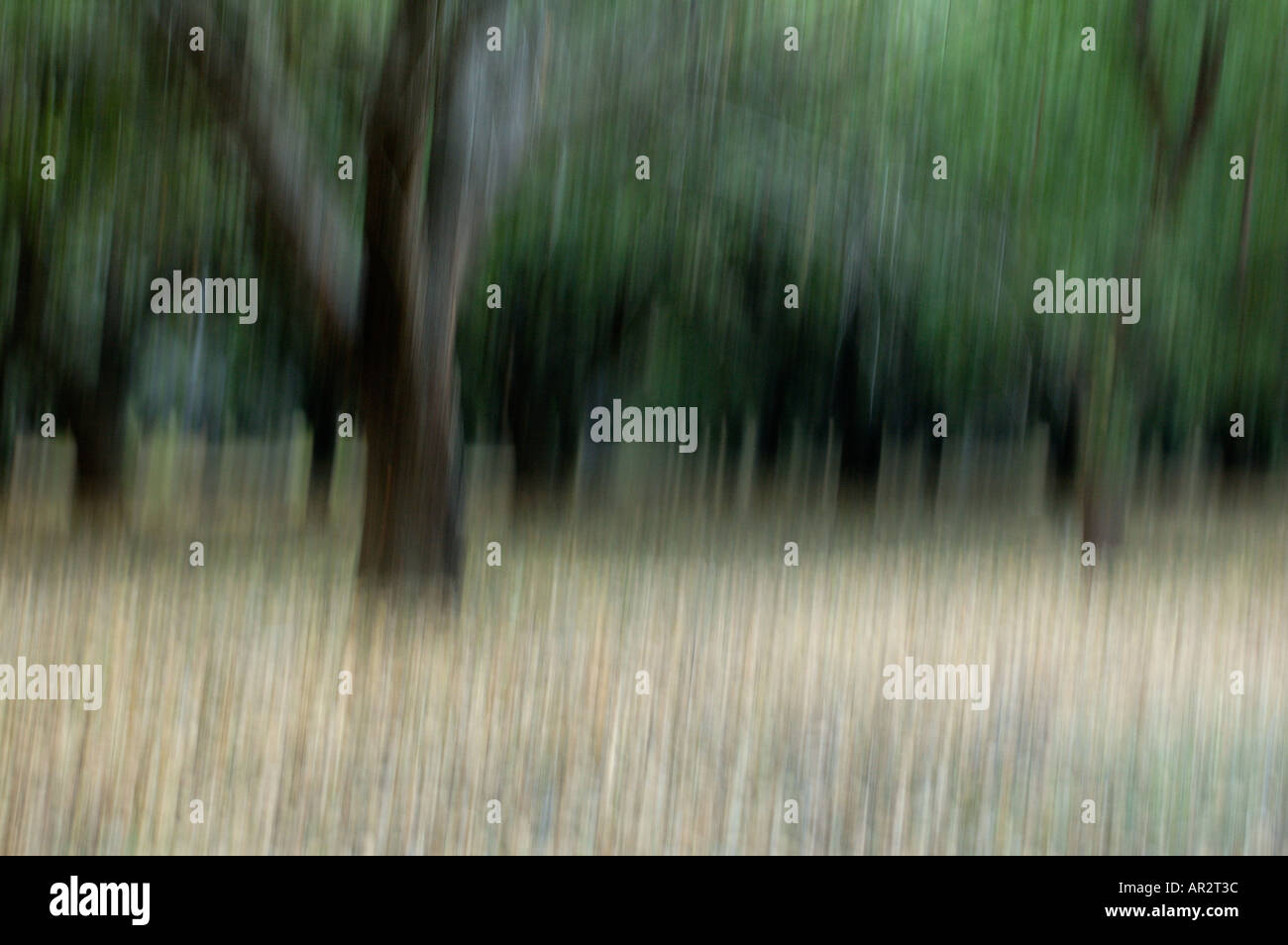 Shaking Almonds From Trees Harvest Motion Blur Vibration Stock Photo ...