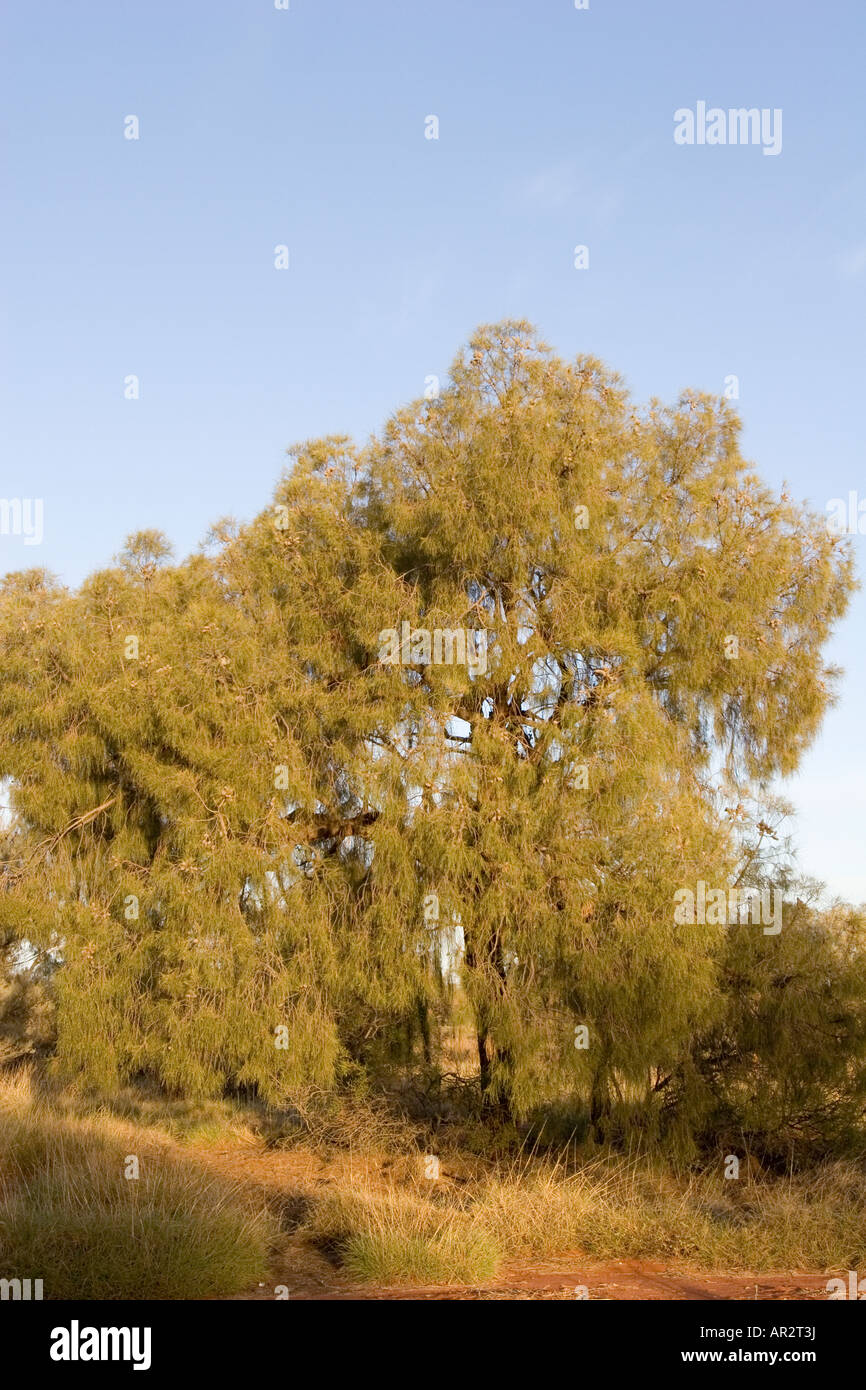 Desert oak tree australia hi-res stock photography and images - Alamy