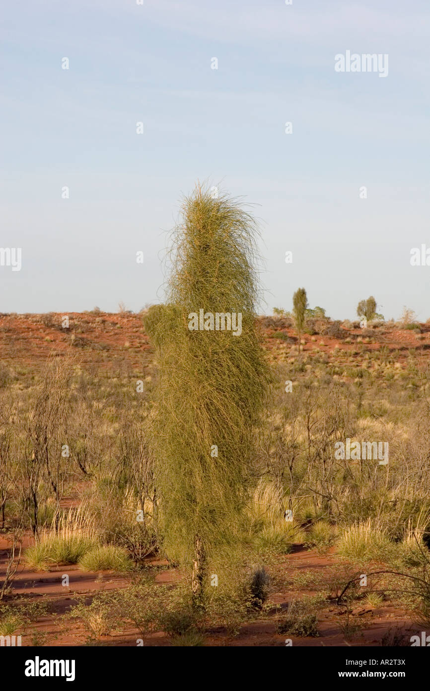 Young Desert Oak Stock Photo - Alamy