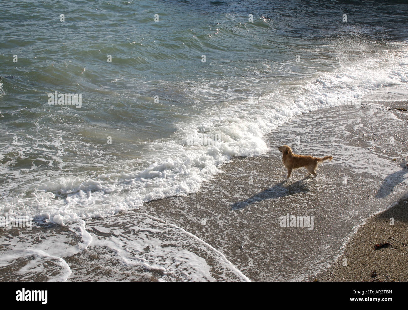 Labrador looking out at ocean hi-res stock photography and images - Alamy