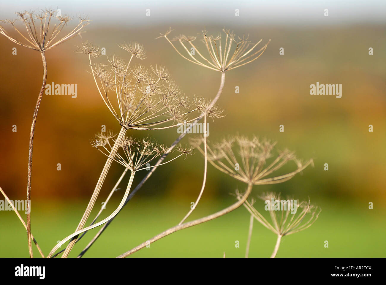 Dried cow parsley hi-res stock photography and images - Alamy