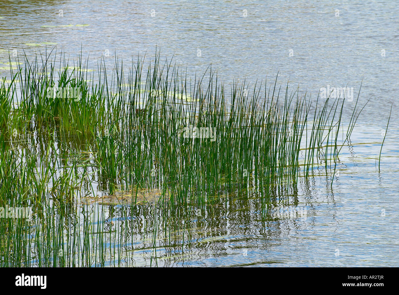 Ouse plant hi-res stock photography and images - Alamy