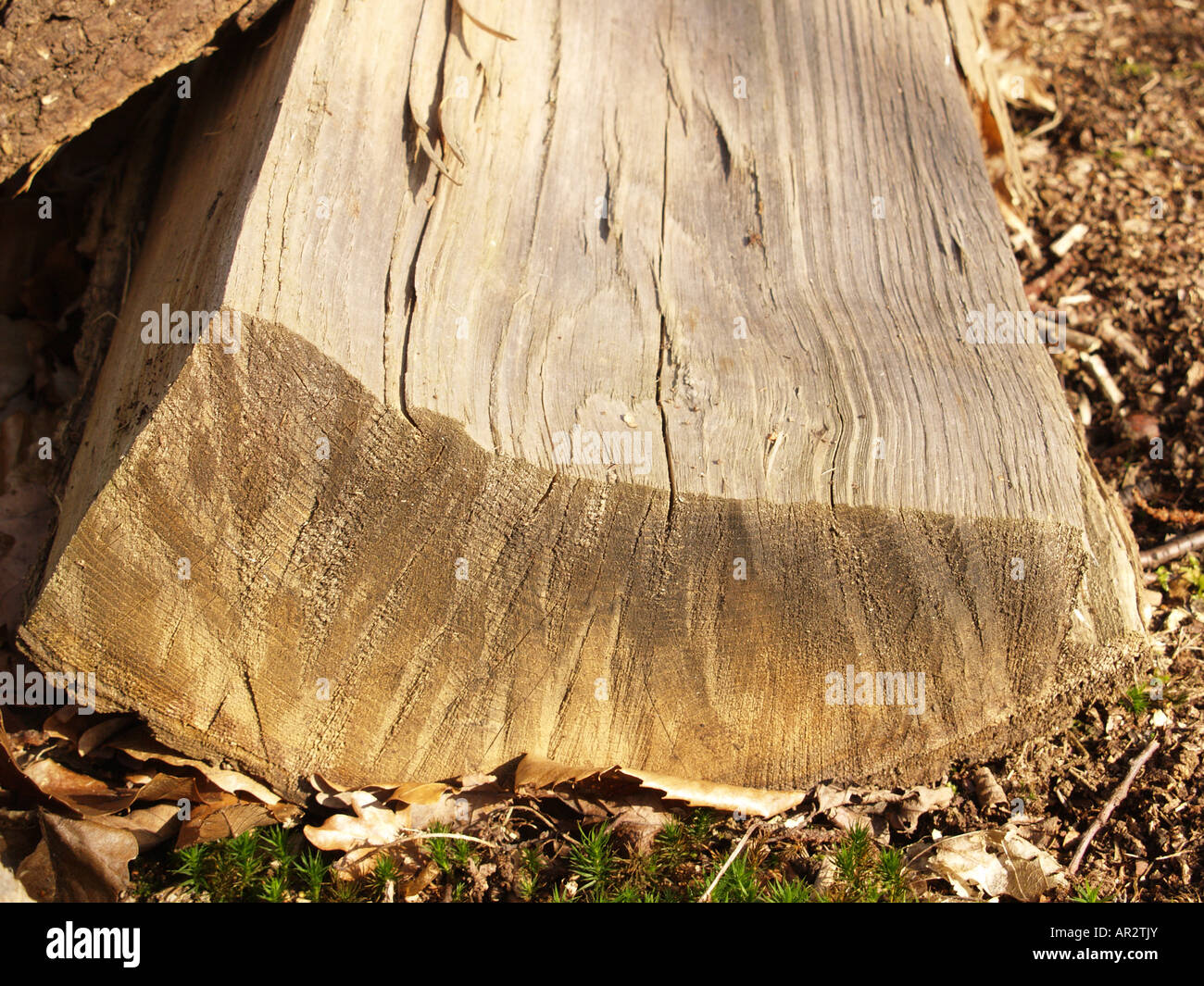 chopped wood log firewood winter fuel Stock Photo - Alamy