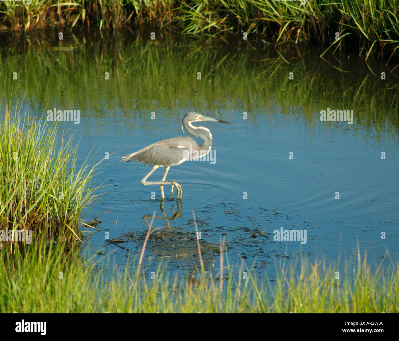 Tricolored heron (Egretta tricolor) standing in water with one foot ...