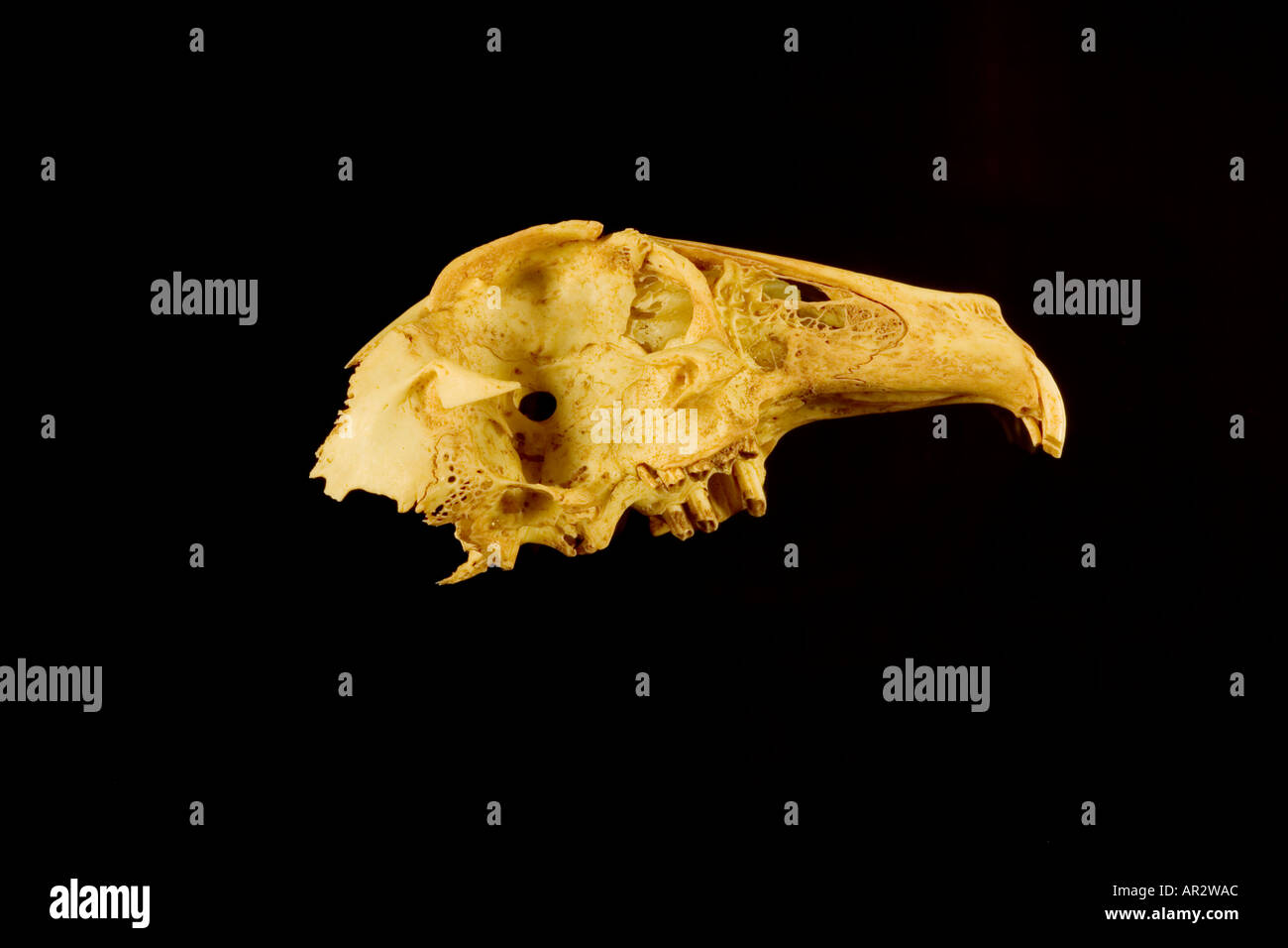 Death Rabbit High Resolution Stock Photography and Images - Alamy