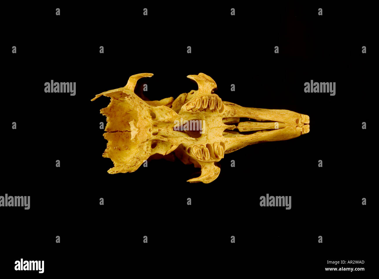 Death Rabbit High Resolution Stock Photography and Images - Alamy