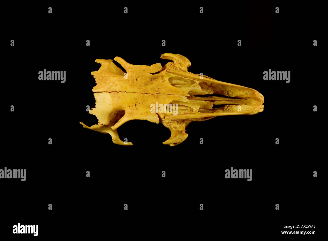 Death Rabbit High Resolution Stock Photography and Images - Alamy