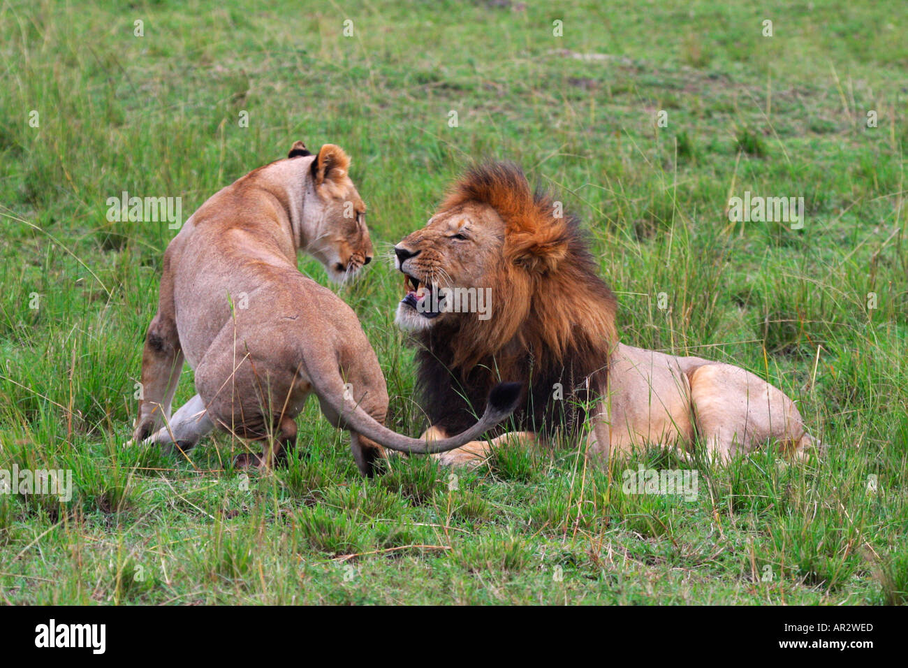 Lion and lioness mating pair on grassland savannah of the Masai Mara ...
