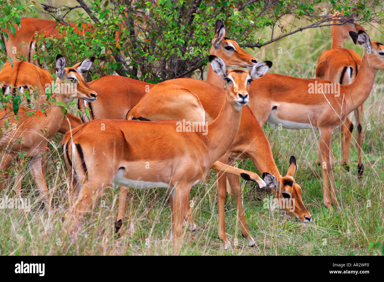 Female Impala african antelopes Impala Aepyceros Melampus in bush ...