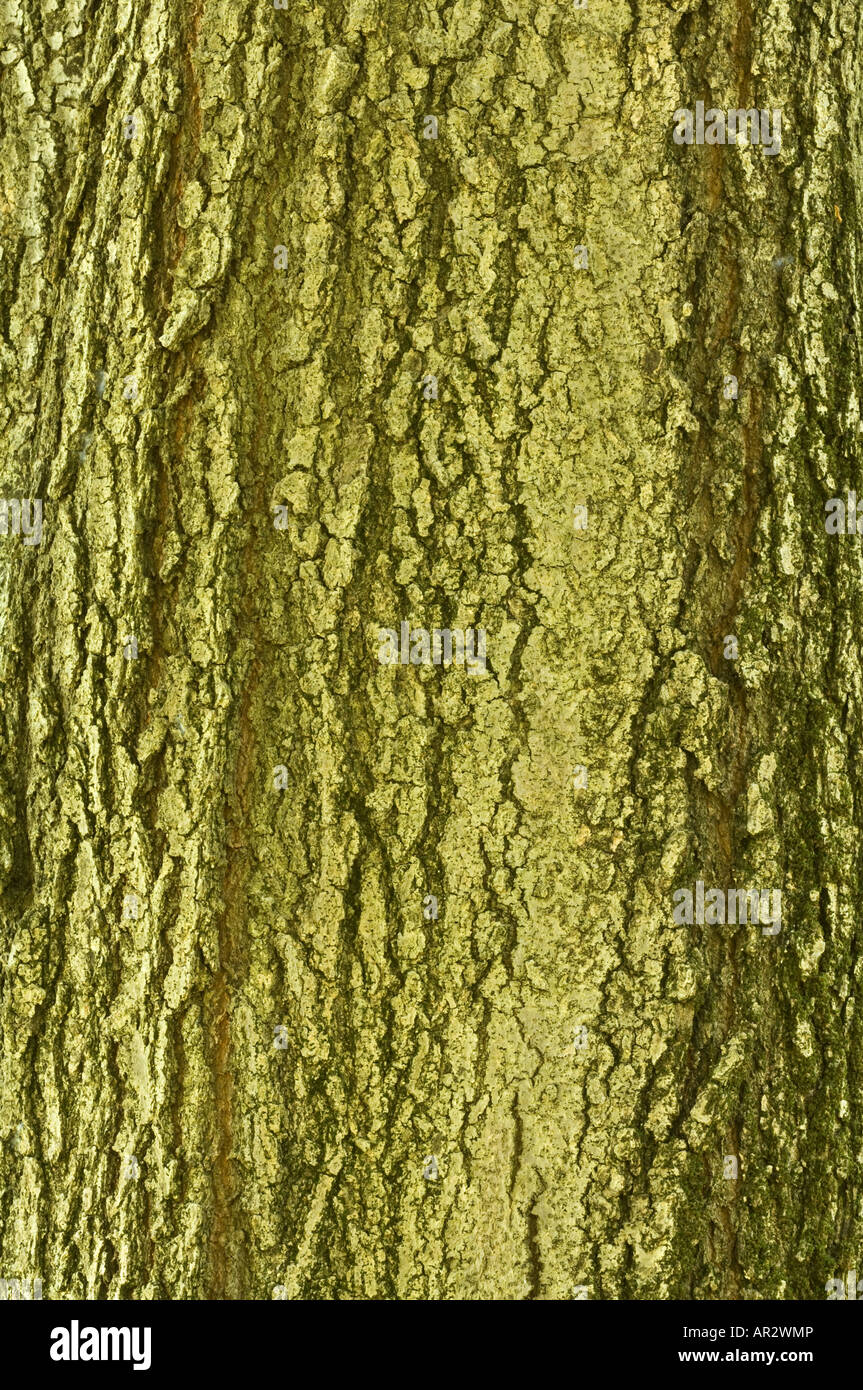 The firewheel tree Stenocarpus sinuatus close up of bark Kings Park ...