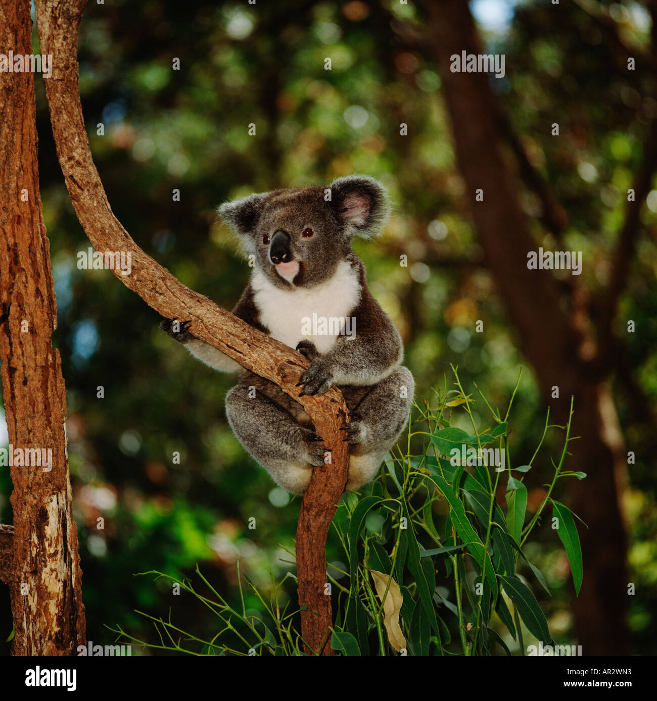 Eucalyptus species hi-res stock photography and images - Alamy