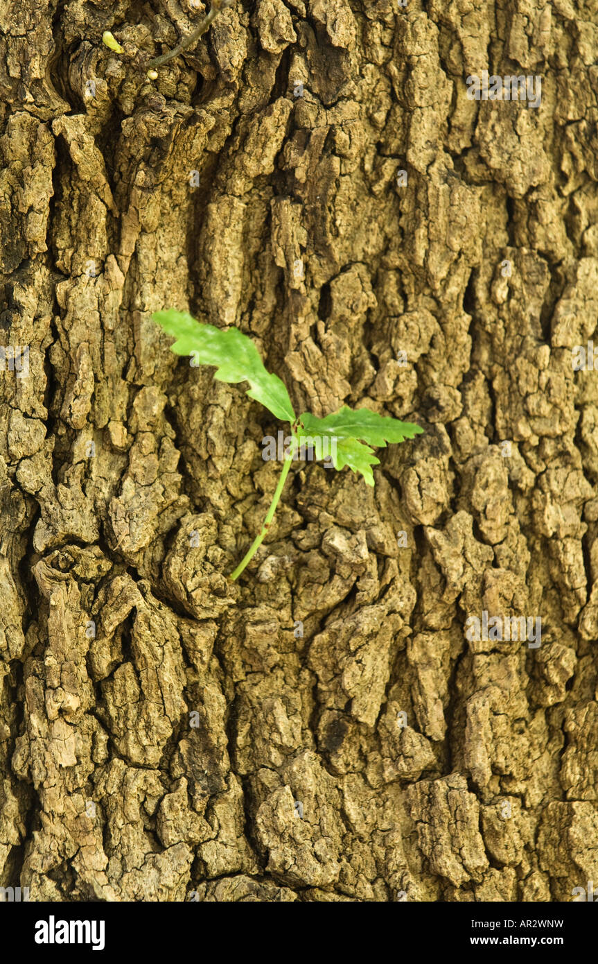 European oak Quercus robur close up of bark with new shoot grows Kings ...