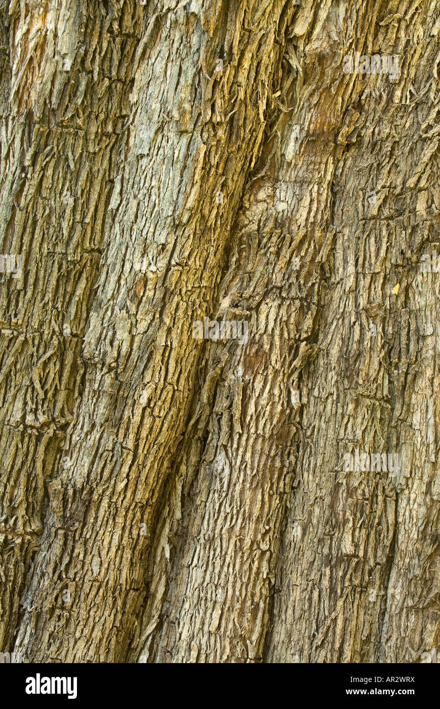 Western australian peppermint agonis flexuosa hi-res stock photography ...