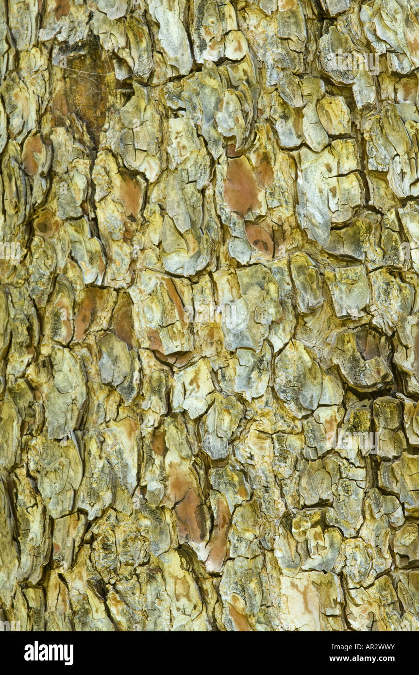 The Aleppo Pine (Pinus halepensis) close-up of the bark Kings Park ...