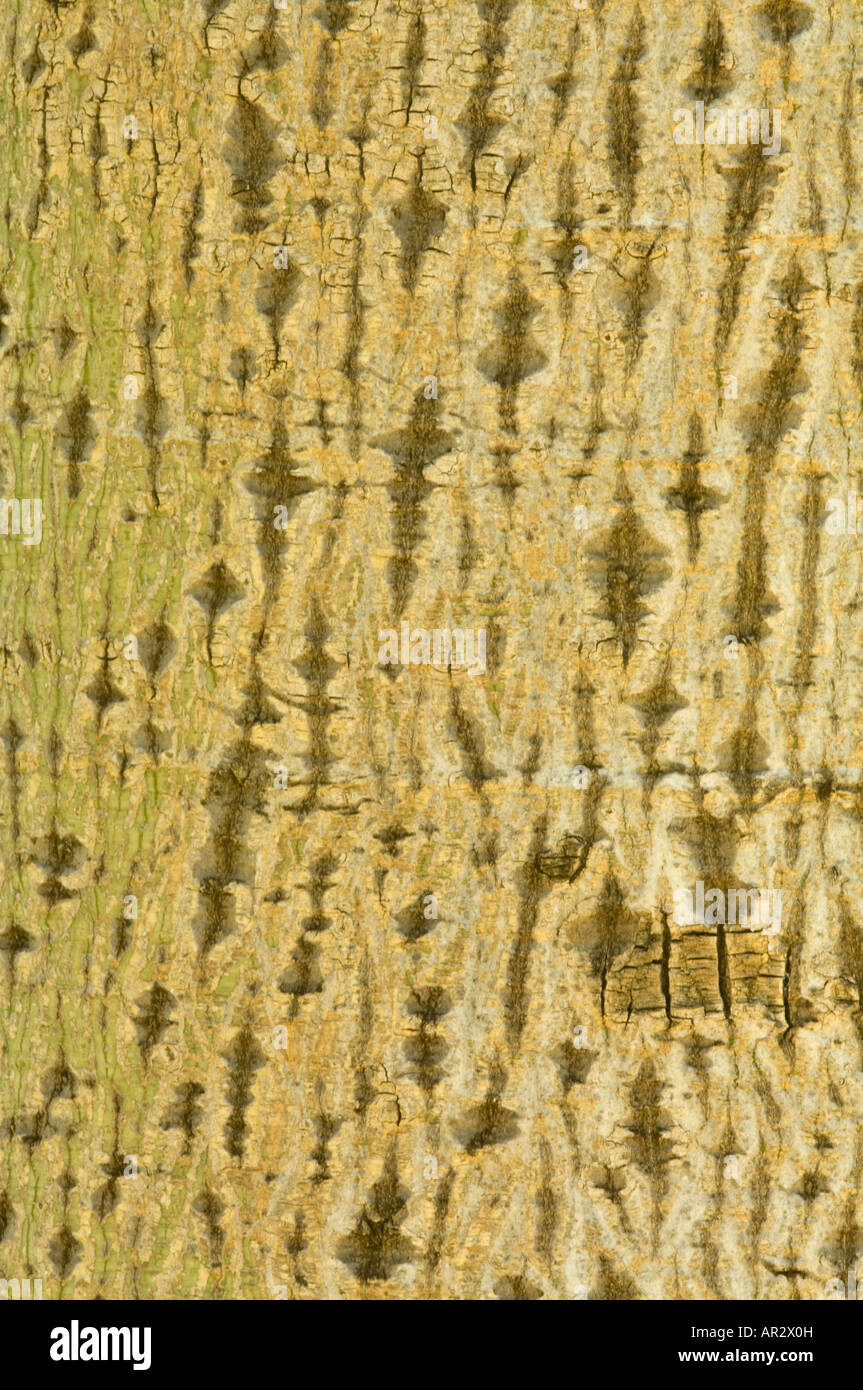 Queensland Lacebark Tree Brachychiton discolor native to rainforest of ...